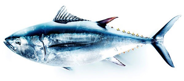 Maximizing Progress: Greener Tuna? ~ Closed-Loop Fish Farming...
