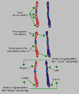 mat290genetica: Genetica