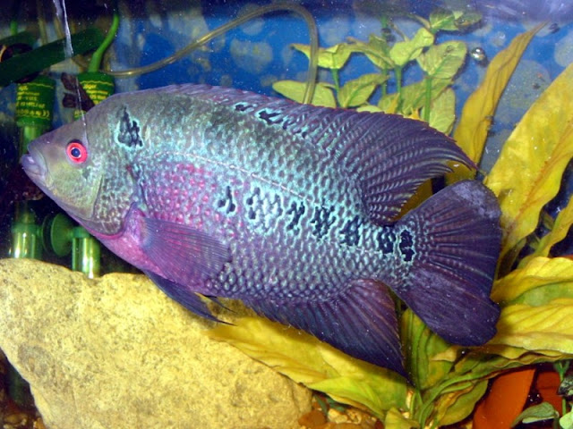 Petland Aquatics: Instore Mega Fish