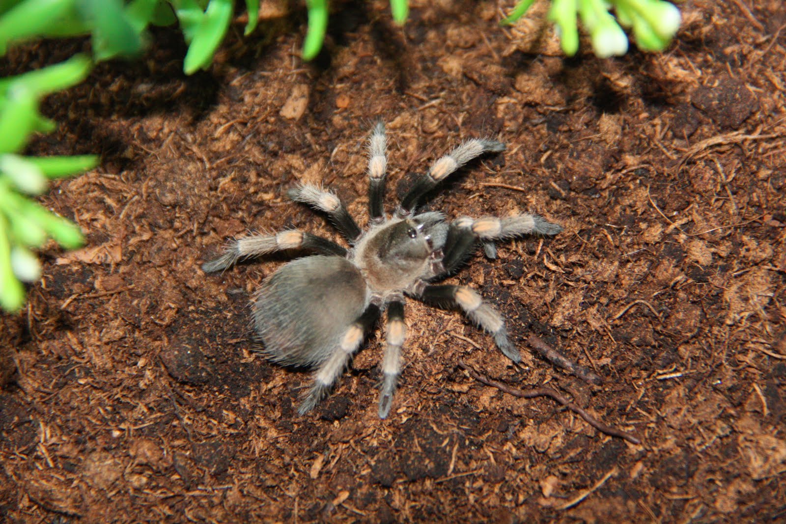 airil is in the house: My New Mexican Red Knee Tarantula aka the ...
