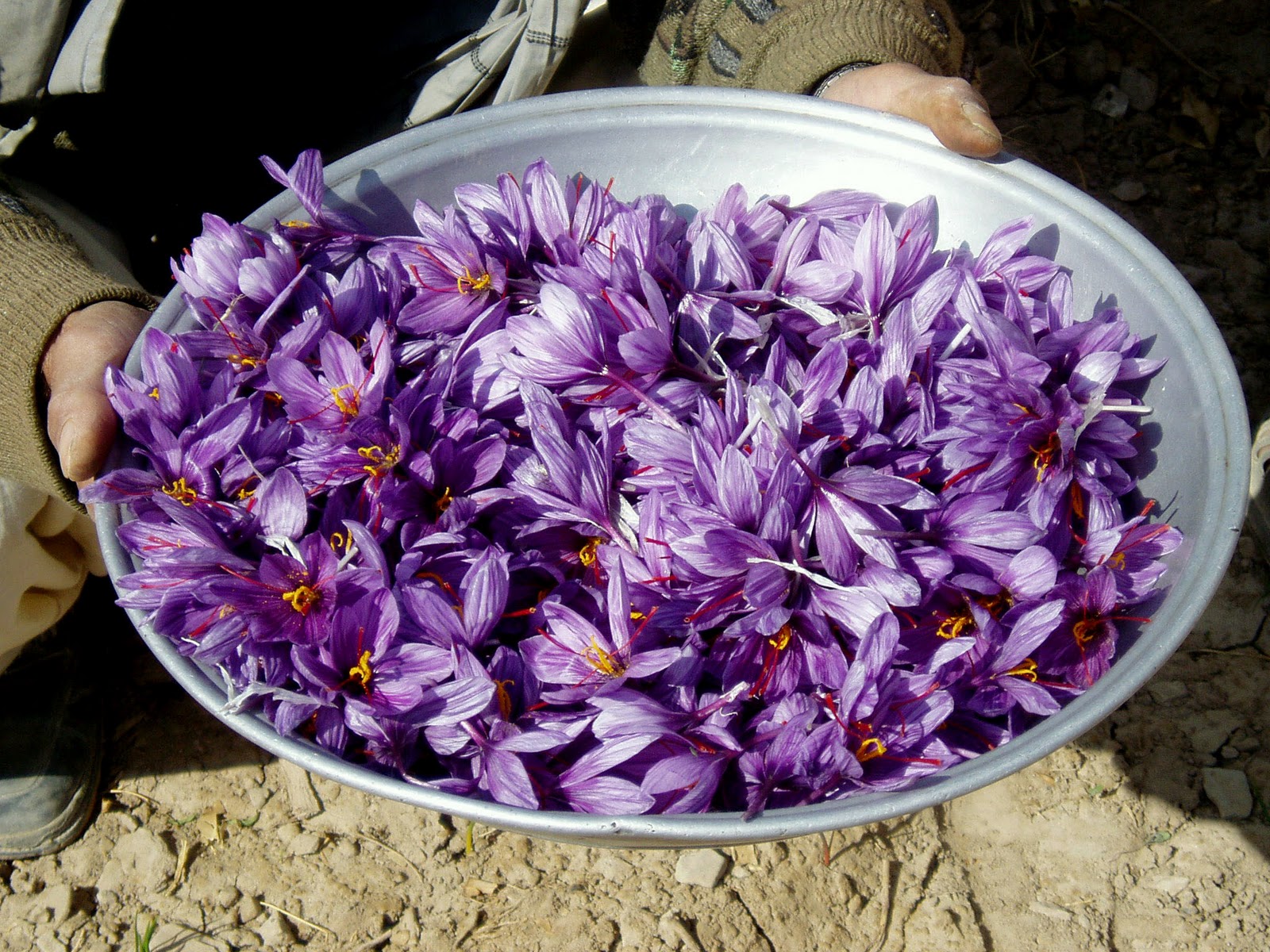 Friends of Afghanistan: Japan: Saffron: Another Viable Alternative to ...