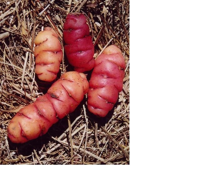 agronomía en acción: CULTIVO DE LA OCA