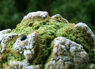 Aubergine, Sweet & Green: Green Irish Soda Bread – St. Patrick’s Day