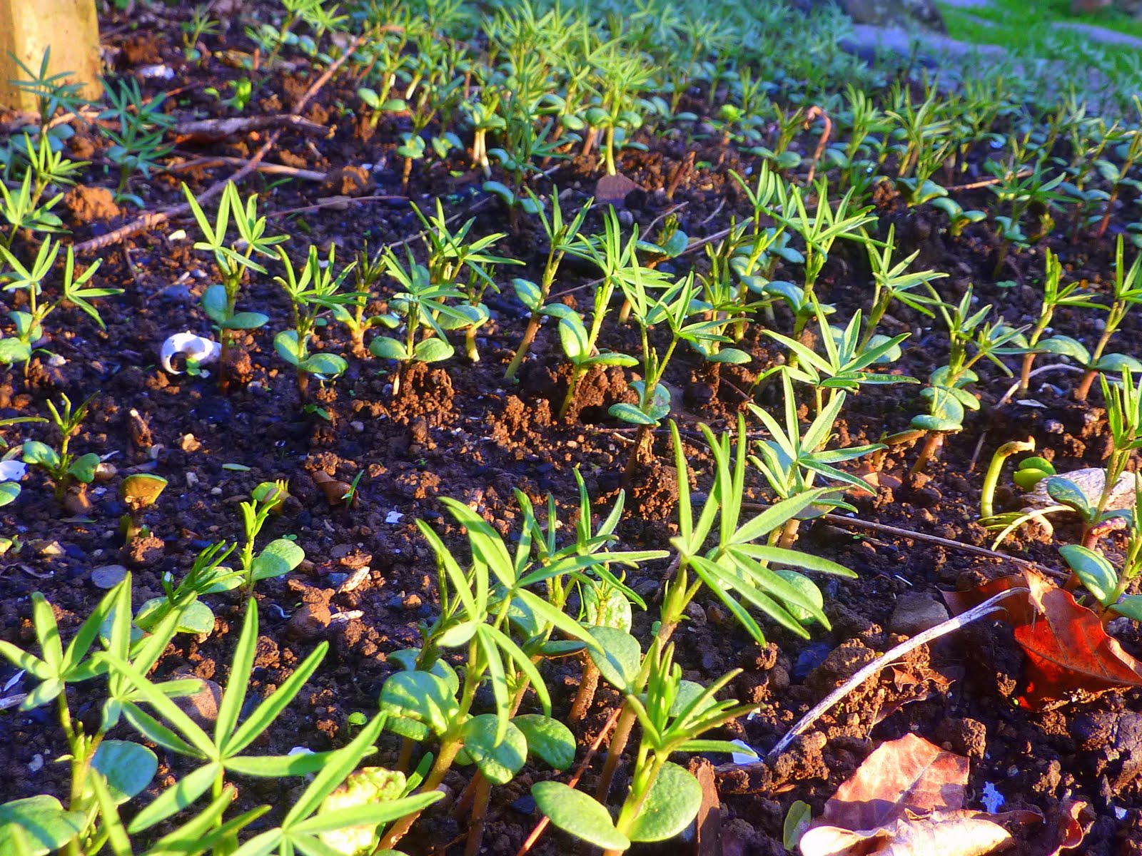 twinkers&beeps: sweet baby lupine sproutings