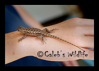 Caleb's Wildlife: Wood Lizard