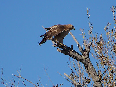 OC Birder Girl: Identifying Hawks in Orange County