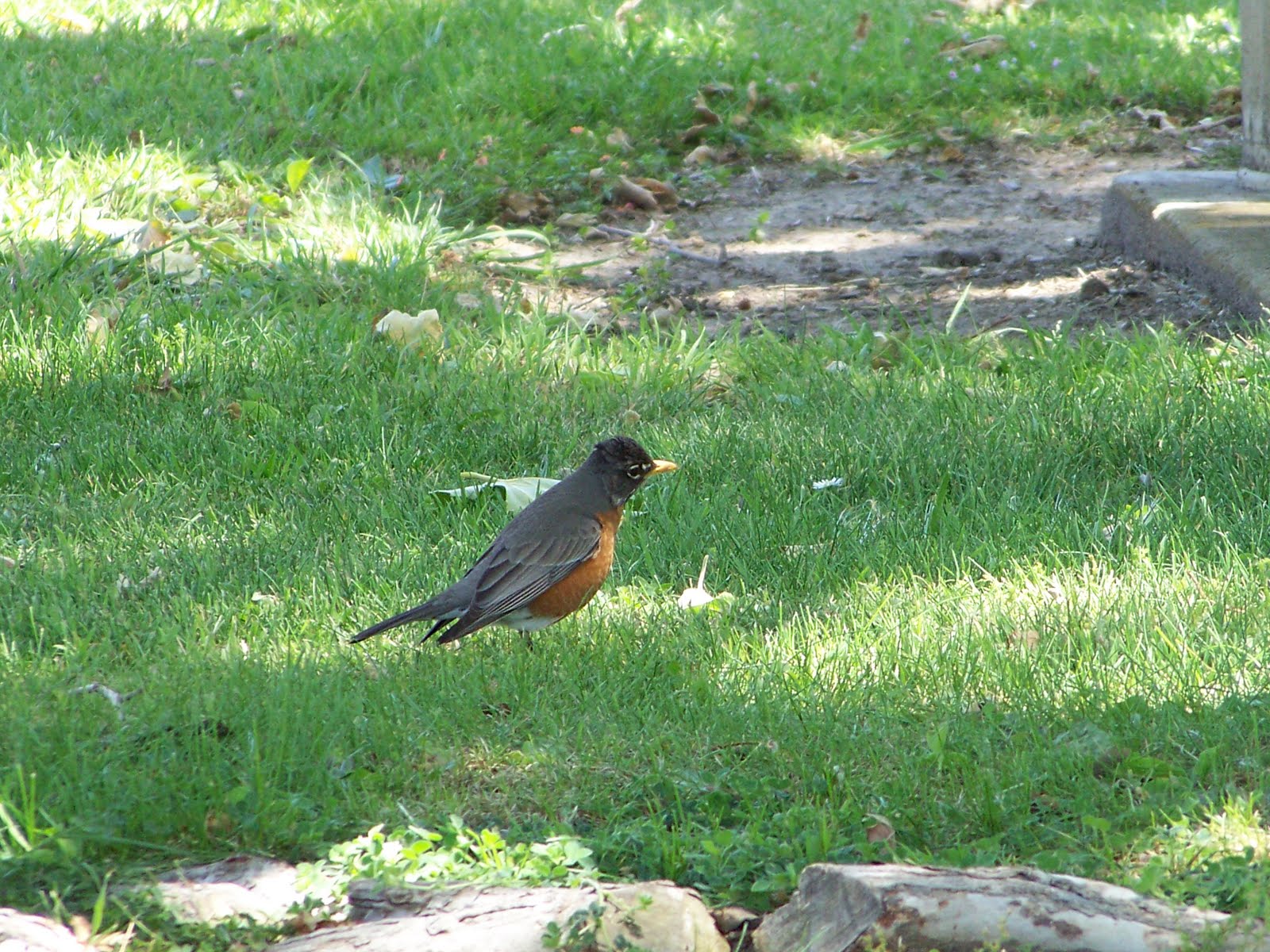 OC Birder Girl: Spring in Craig Regional Park