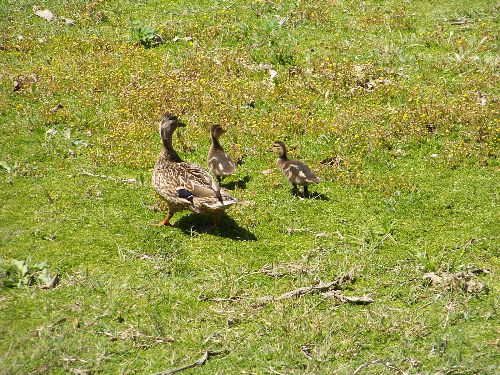 OC Birder Girl: Spring in Craig Regional Park