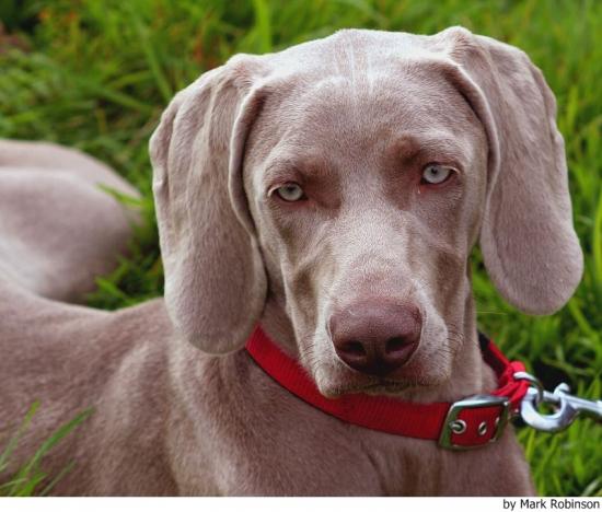 Weimaraner | Perros de raza