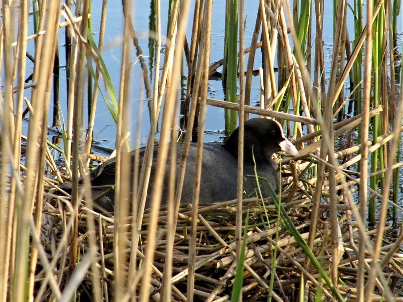 East Norfolk Ringing Group: A trip to Lound Lakes