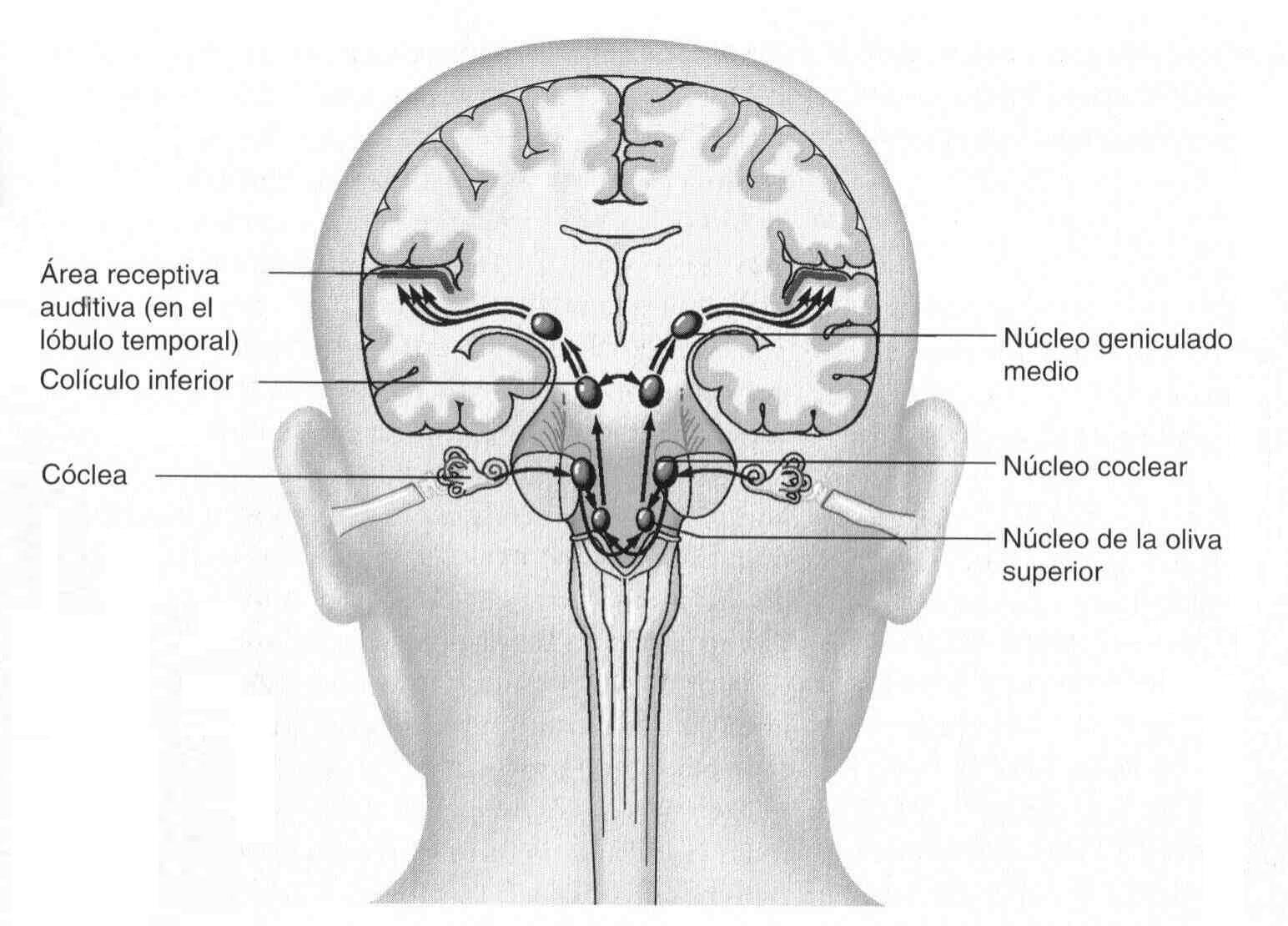 Psicología de la Percepción - UCM: Sistema Auditivo Humano