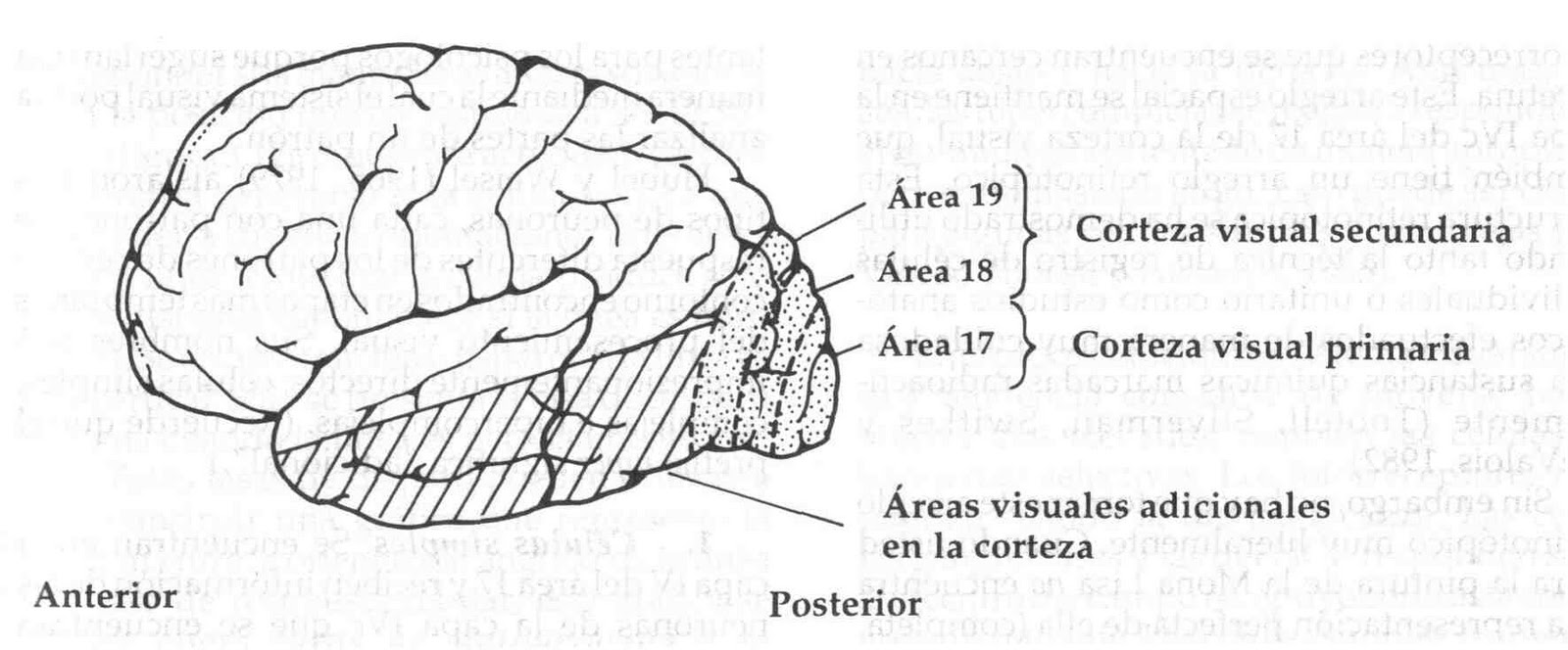 Psicología de la Percepción - UCM: Visión