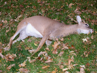Keeping It Real...: Dead Deer in Our Yard