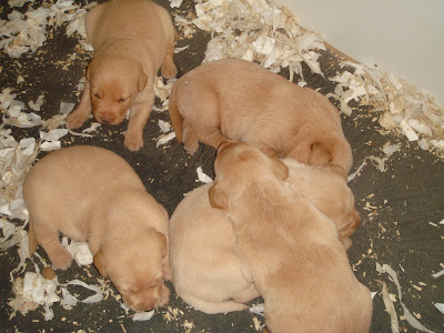 Cuckavalda Gundogs : North Yorkshire: Labrador pups have got their eyes ...