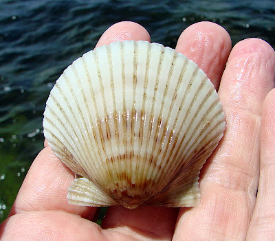 PURE FLORIDA: Bay Scallops and Scalloping In Florida