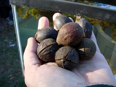 PURE FLORIDA: Nut Envy