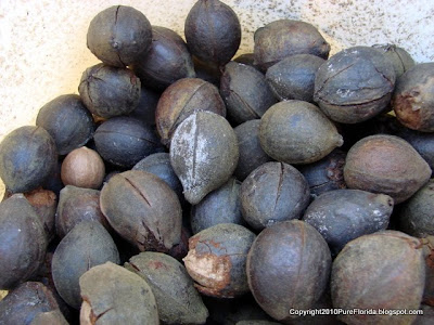 PURE FLORIDA: Nut Envy