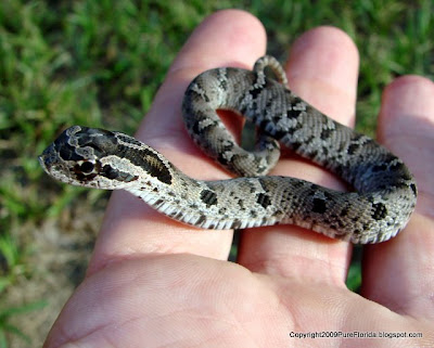 Baby Eastern Hognose Snake
