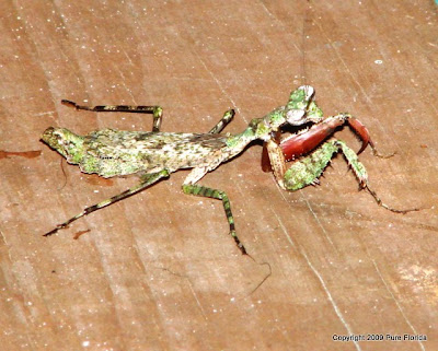PURE FLORIDA: Praying Mantis Cryptic Coloration