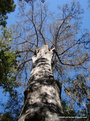 PURE FLORIDA: The Goethe Giant Strikes Again