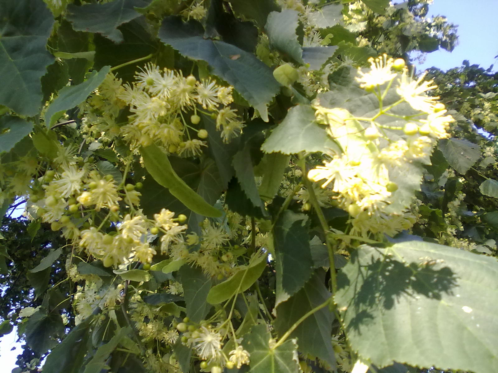 AQUARELLE: VISE CU FLORI DE TEI!!!!