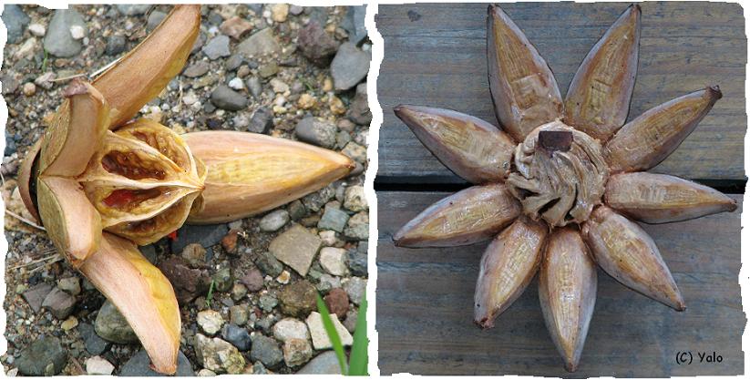 Ningún lugar está lejos... en RD: La flor del copey, pegamento natural