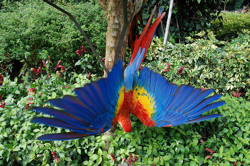 Guatemala: Fauna y Flora en Guatemala