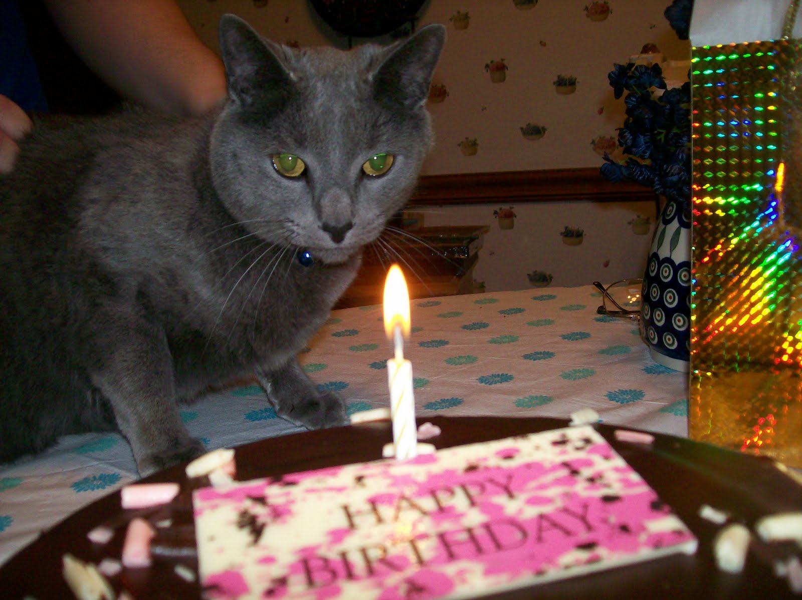 Consider my dear...: Mojo's Big Bojo #1