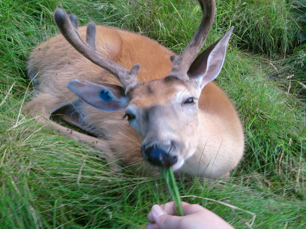 Consider my dear...: Consider My Deer