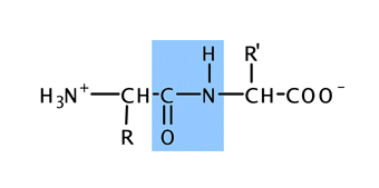 BIOLOGÍA 2º Bachillerato: Enlace peptídico. Péptidos