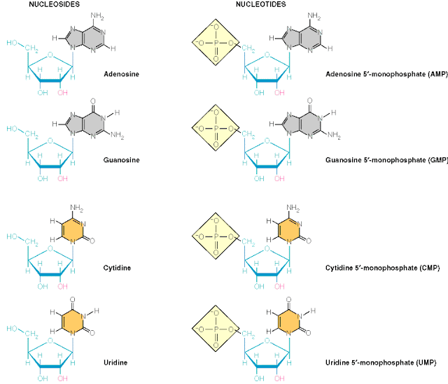 BIOLOGÍA 2º Bachillerato: Nucleósidos y nucleótidos