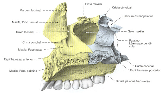 Biomedicina: Osteologia