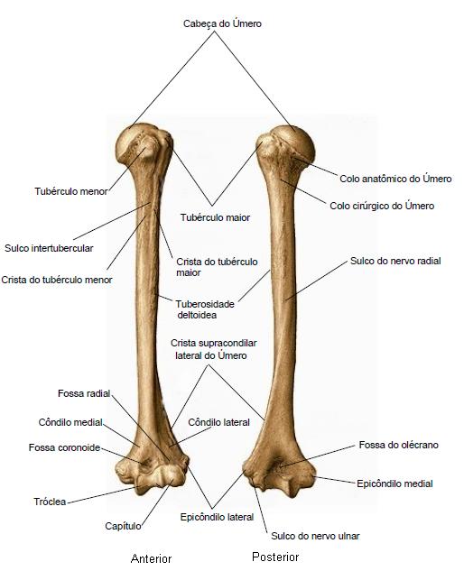 Biomedicina: Osteologia
