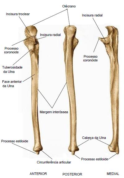 Biomedicina: Osteologia