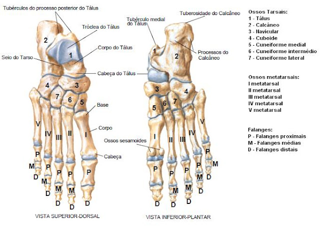 CIÊNCIAS BIOLÓGICAS: ANATOMIA DO PÉ HUMANO