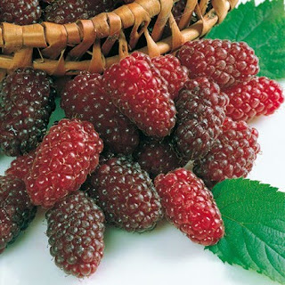 Physalis peruviana | uchuva | golden berry | tomate capucho | fisalis ...