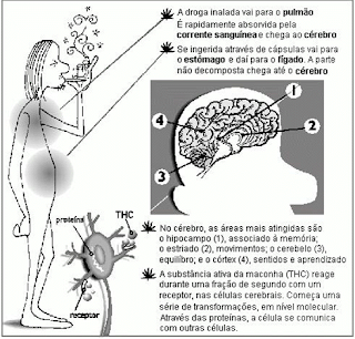 Projeto Salus: MACONHA: Ela faz MAL sim, e muito!!!