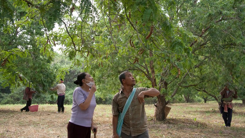Phil on Film: Review - Uncle Boonmee Who Can Recall His Past Lives ...