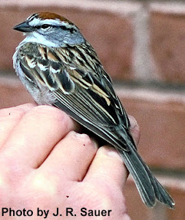 The Blue Sparrow: Blue Sparrows