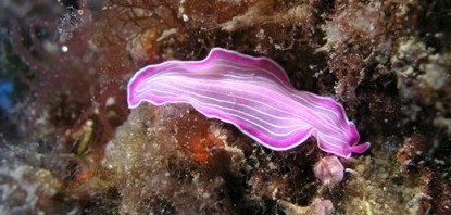 reino animalia: phylum platelmintos