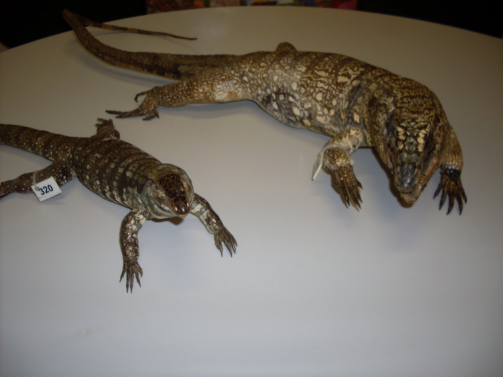 Programa Animais em Ação: Lagarto Teiú