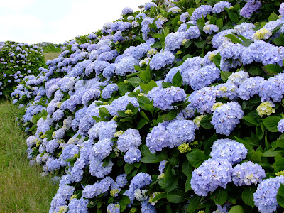 Na Rota das Hortênsias: FAIAL + HYDRANGEAS = ILHA AZUL