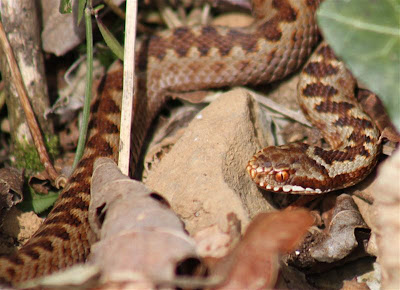 Gower Wildlife: More snake sightings