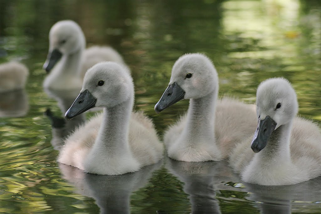 Gower Wildlife: Mute Swan cygnets