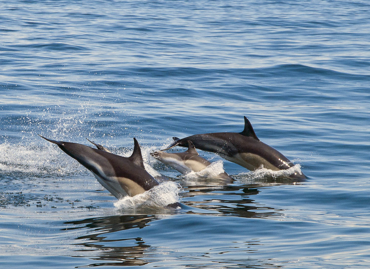 Gower Wildlife: More dolphin action...
