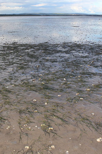 Gower Wildlife: Eelgrass off Crofty