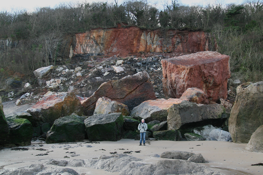 Gower Wildlife: Sea Spleenwort on Oxwich Point