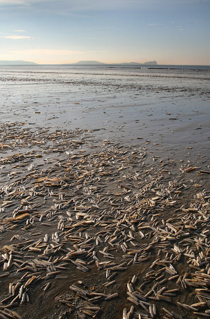 Gower Wildlife: Razor-shells on Rhossili Beach