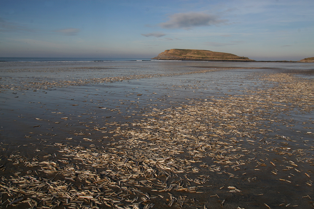 Gower Wildlife: Razor-shells on Rhossili Beach