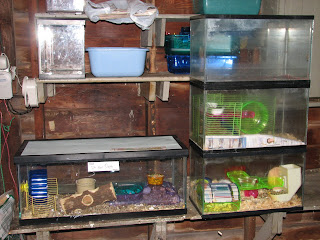 CrossingRhodes Adventures: Mice Husbandry Project